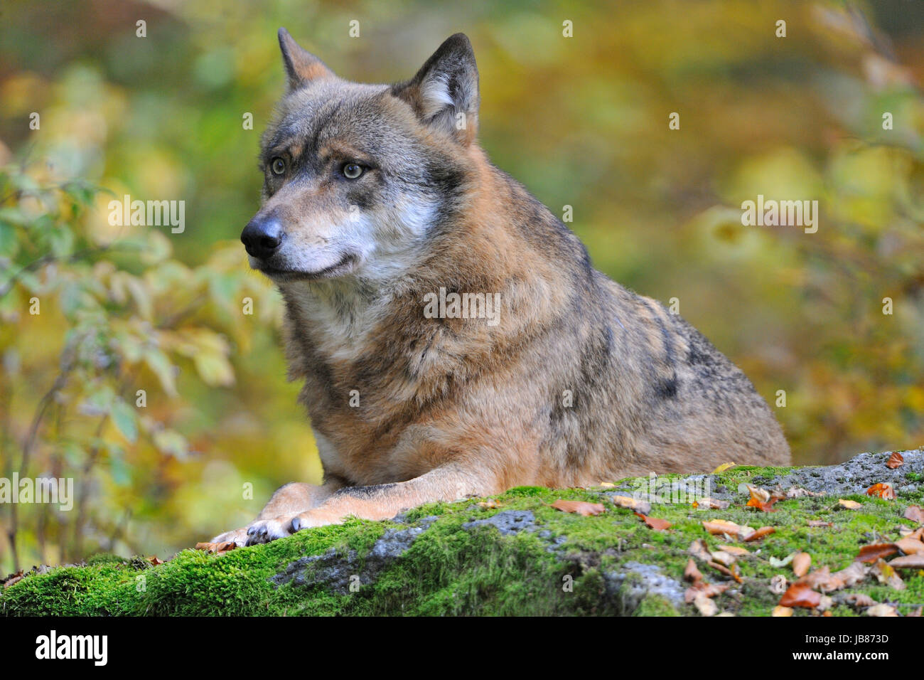German wolf hi-res stock photography and images - Alamy