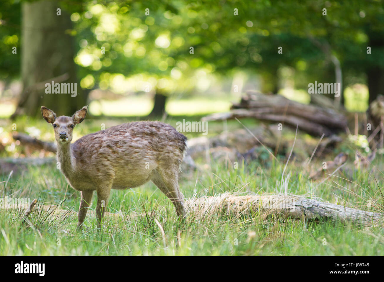 Female deer standing hi-res stock photography and images - Alamy
