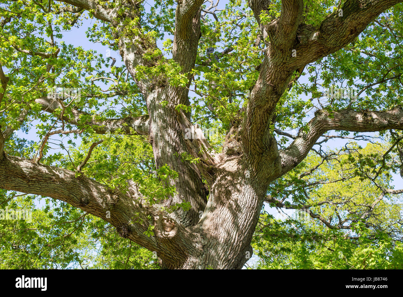 Old oak tree with fresh green leaves in spring Stock Photo - Alamy