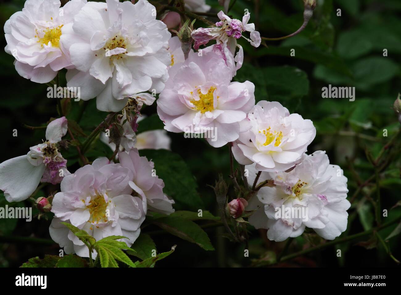 Macro Photograph of the Flower of the Dog Rose (Rosa canina) Plant ...