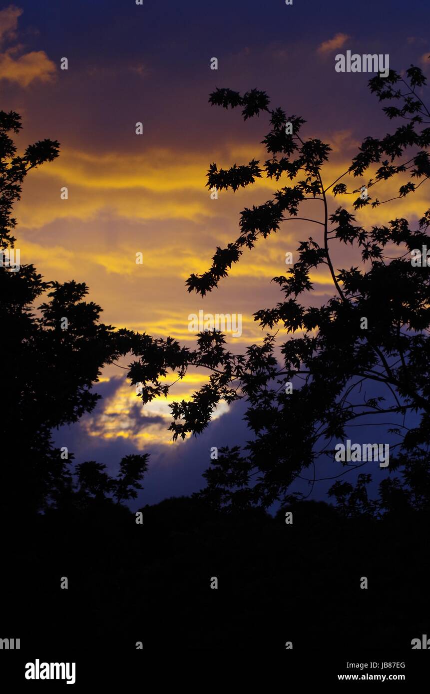 Stunning Silhouette of an Elegant Tree against an Orange Sunset. Exeter ...