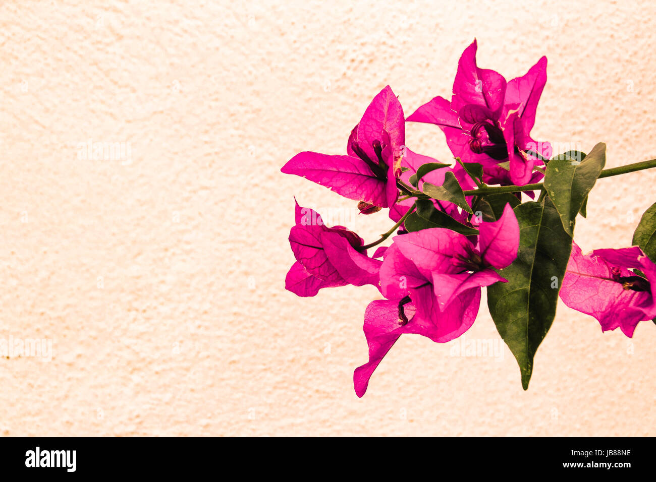 Bugambilia hi-res stock photography and images - Alamy