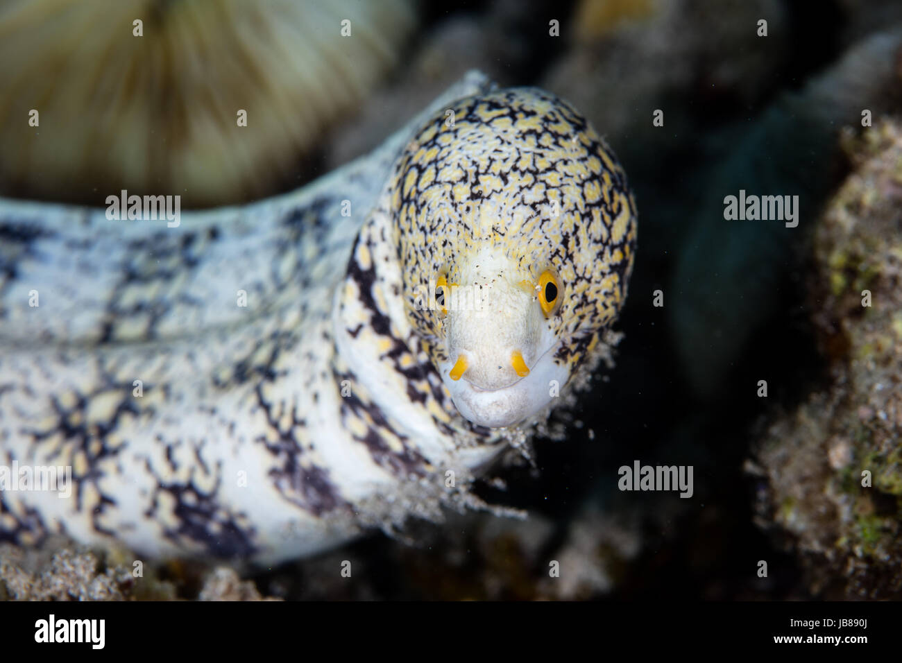 A Snowflake moray eel swims over a coral reef in Komodo National Park, Indonesia. This region ...