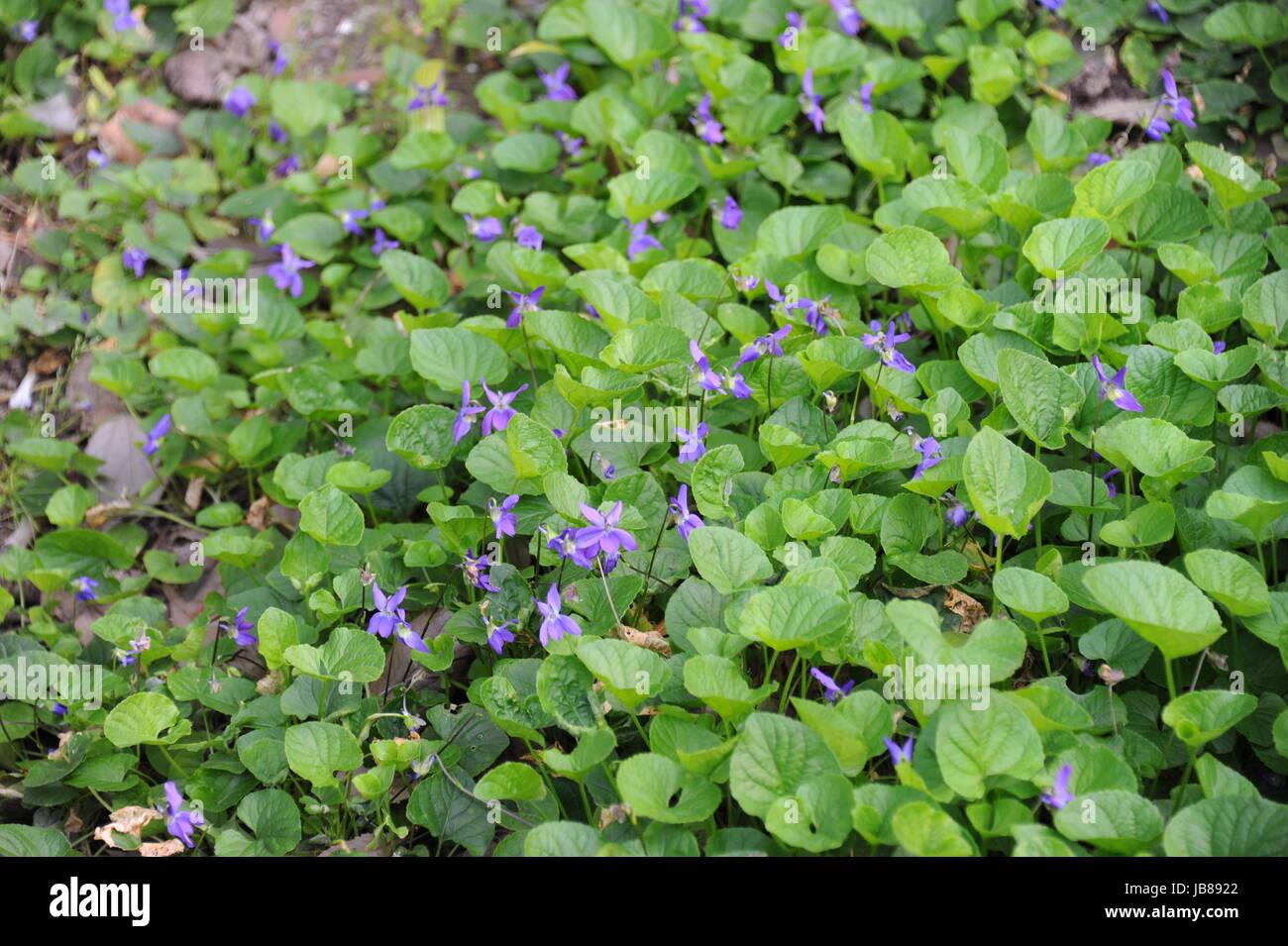 Palman hi-res stock photography and images - Alamy