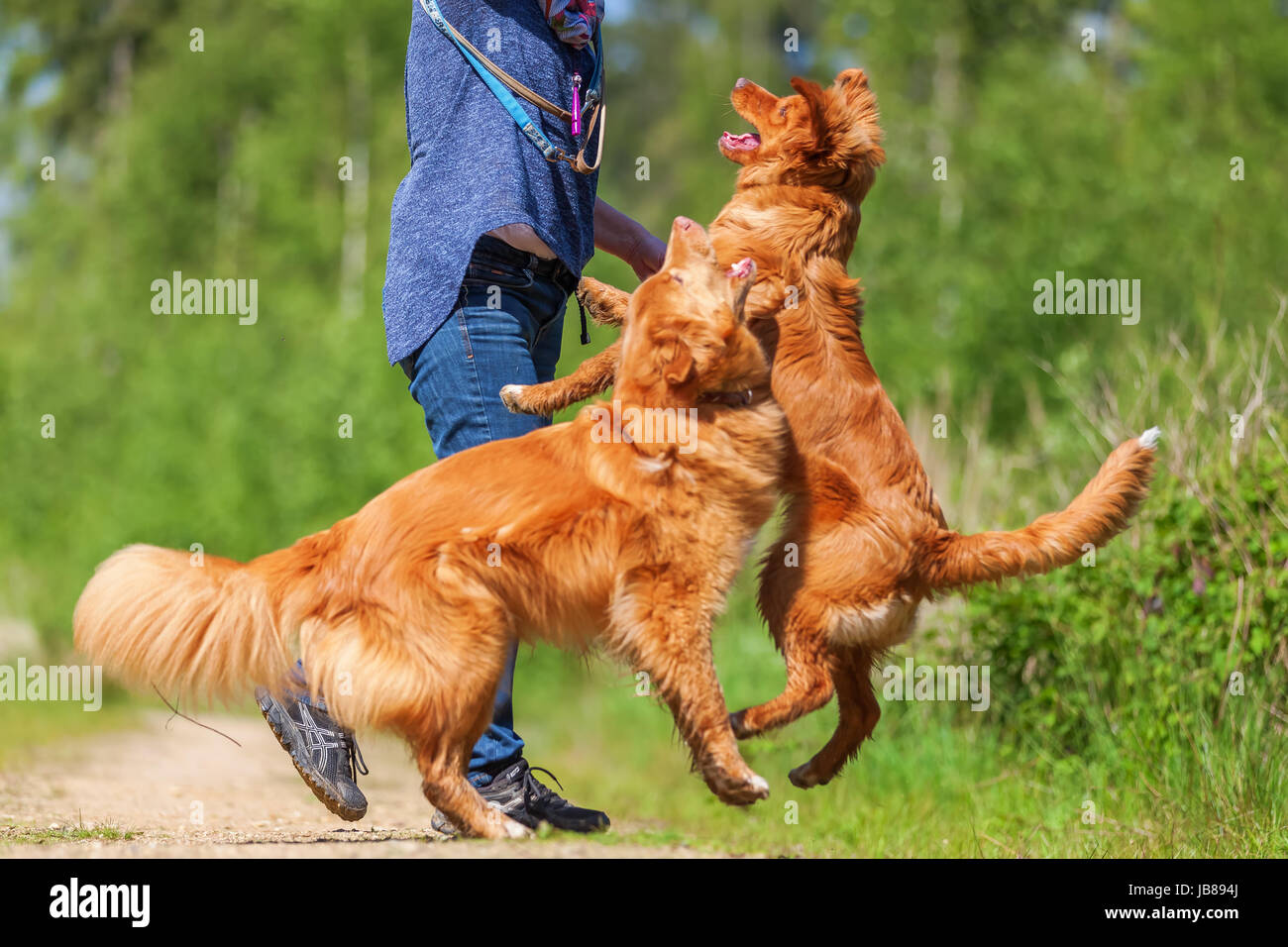 mature woman plays with two Nova Scotia duck tolling retriever on a ...