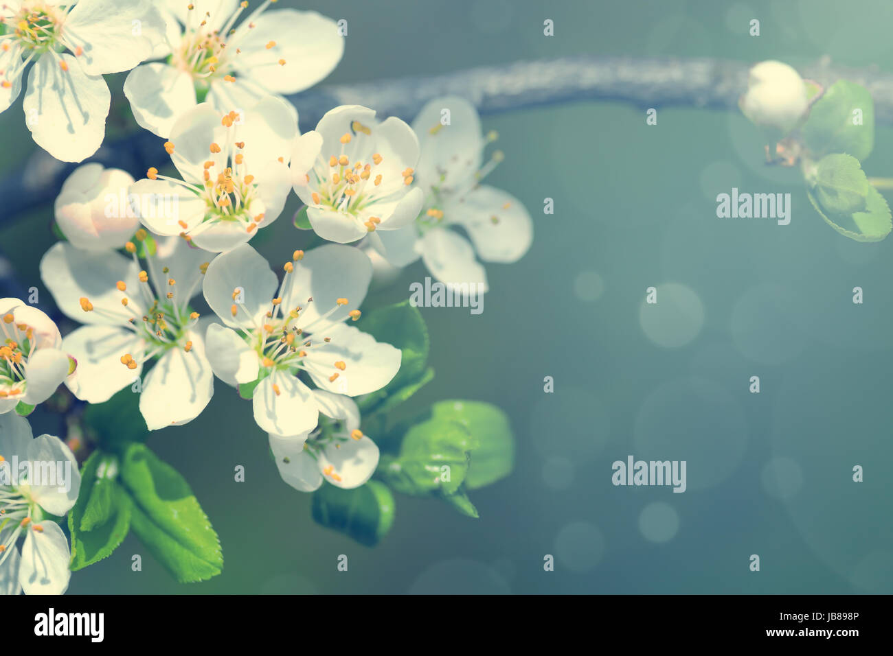 Spring plum flowers for background. Copy space Stock Photo - Alamy
