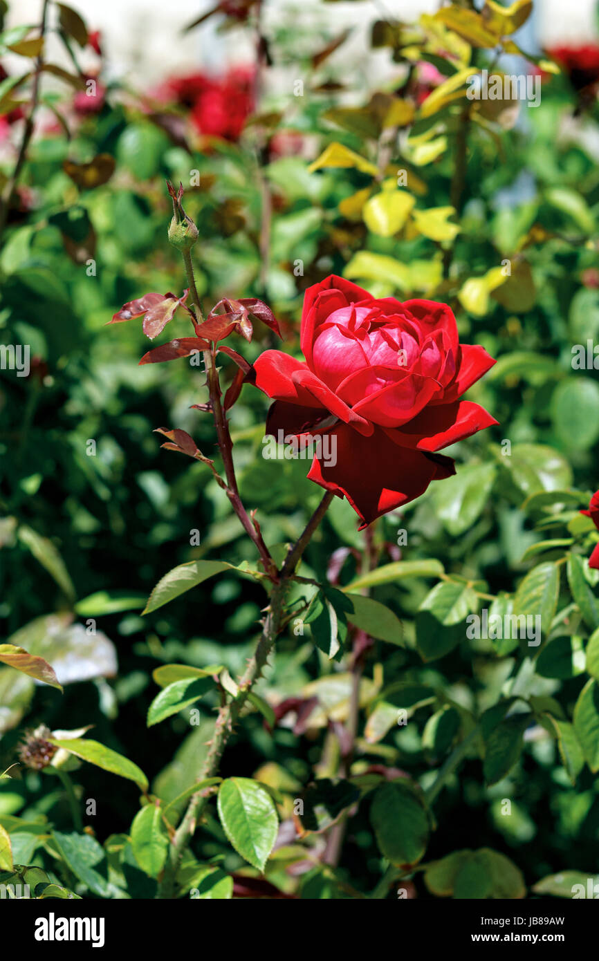 Red rose on a bed, close-up outdoors Stock Photo - Alamy