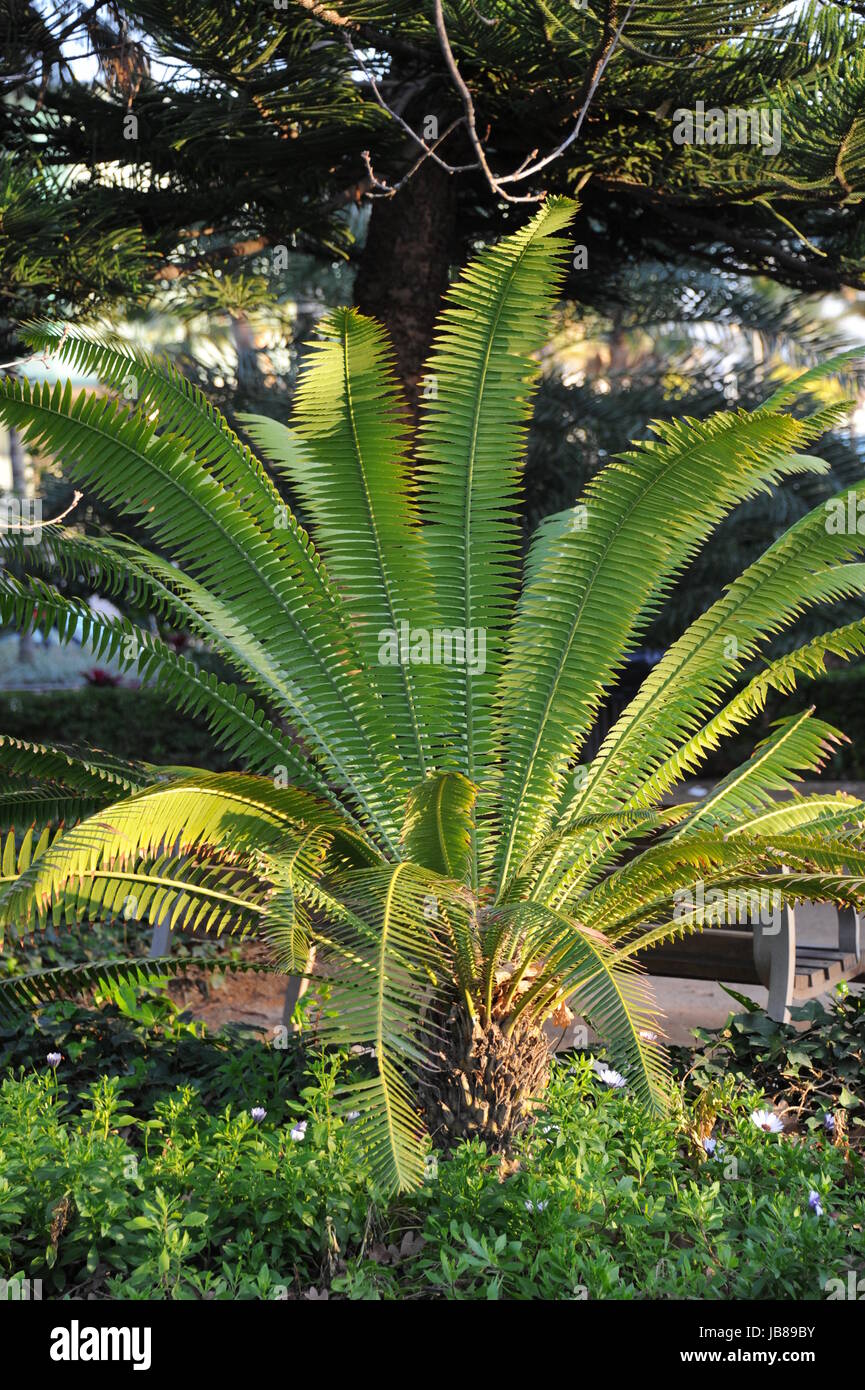 palman costa del sol Stock Photo - Alamy