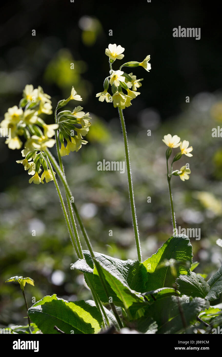 Primevere elevee hi-res stock photography and images - Alamy