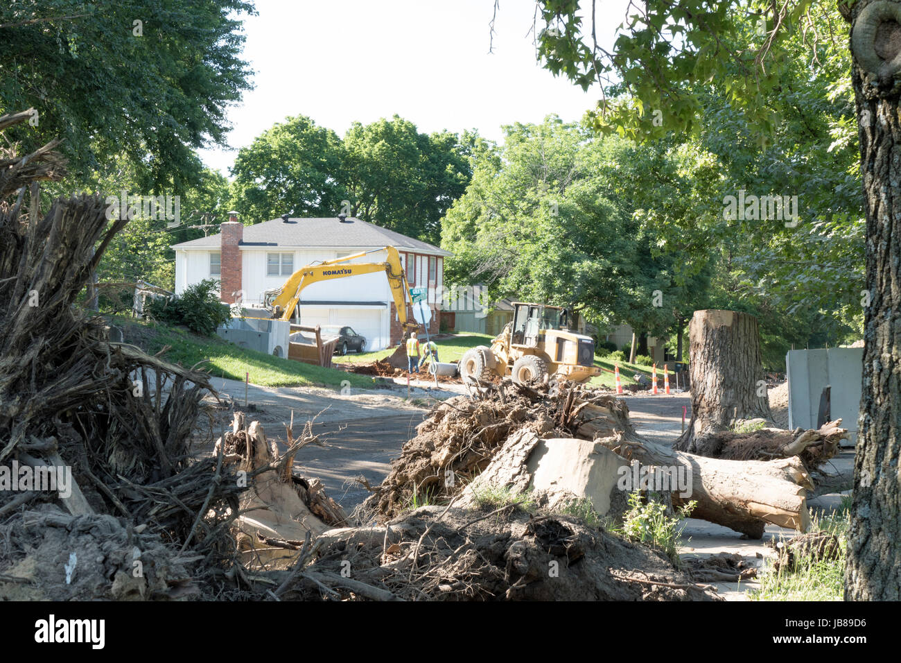 Uprooted Trees For Road Construction In Front Of Heavy Equipment Stock ...