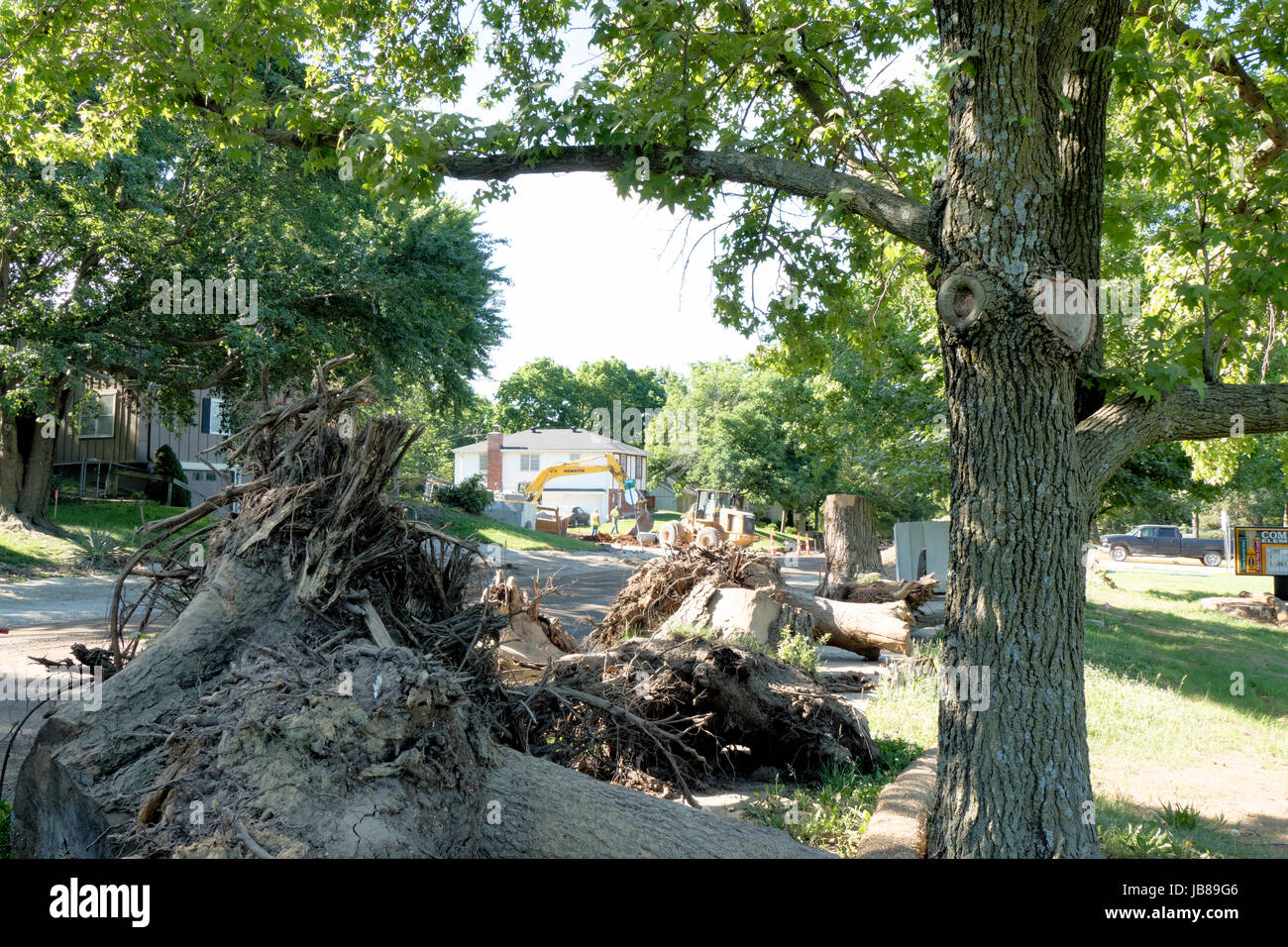 Uprooted Trees For Road Construction In Front Of Heavy Equipment Stock ...