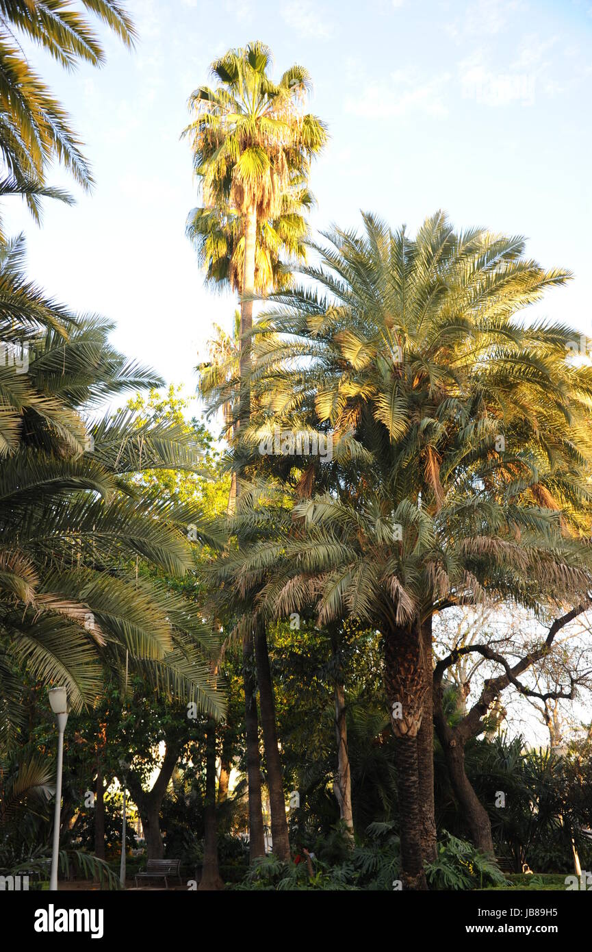 Palman hi-res stock photography and images - Alamy