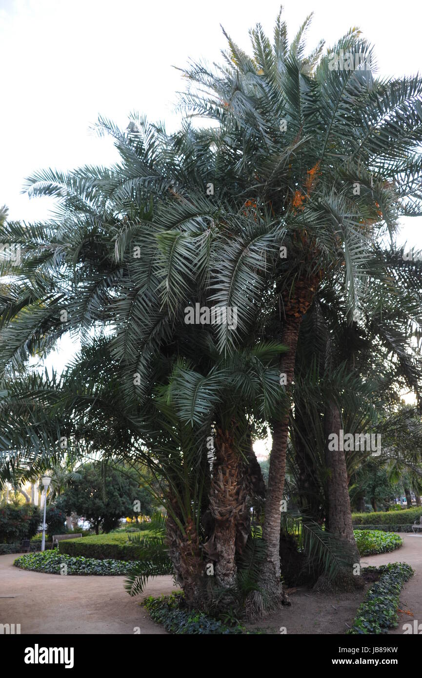 palman costa del sol Stock Photo - Alamy