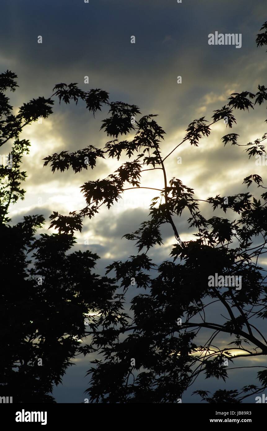 Elegant Ornamental Silhouette of a Tree Branch at Sunset. Exeter, Devon ...