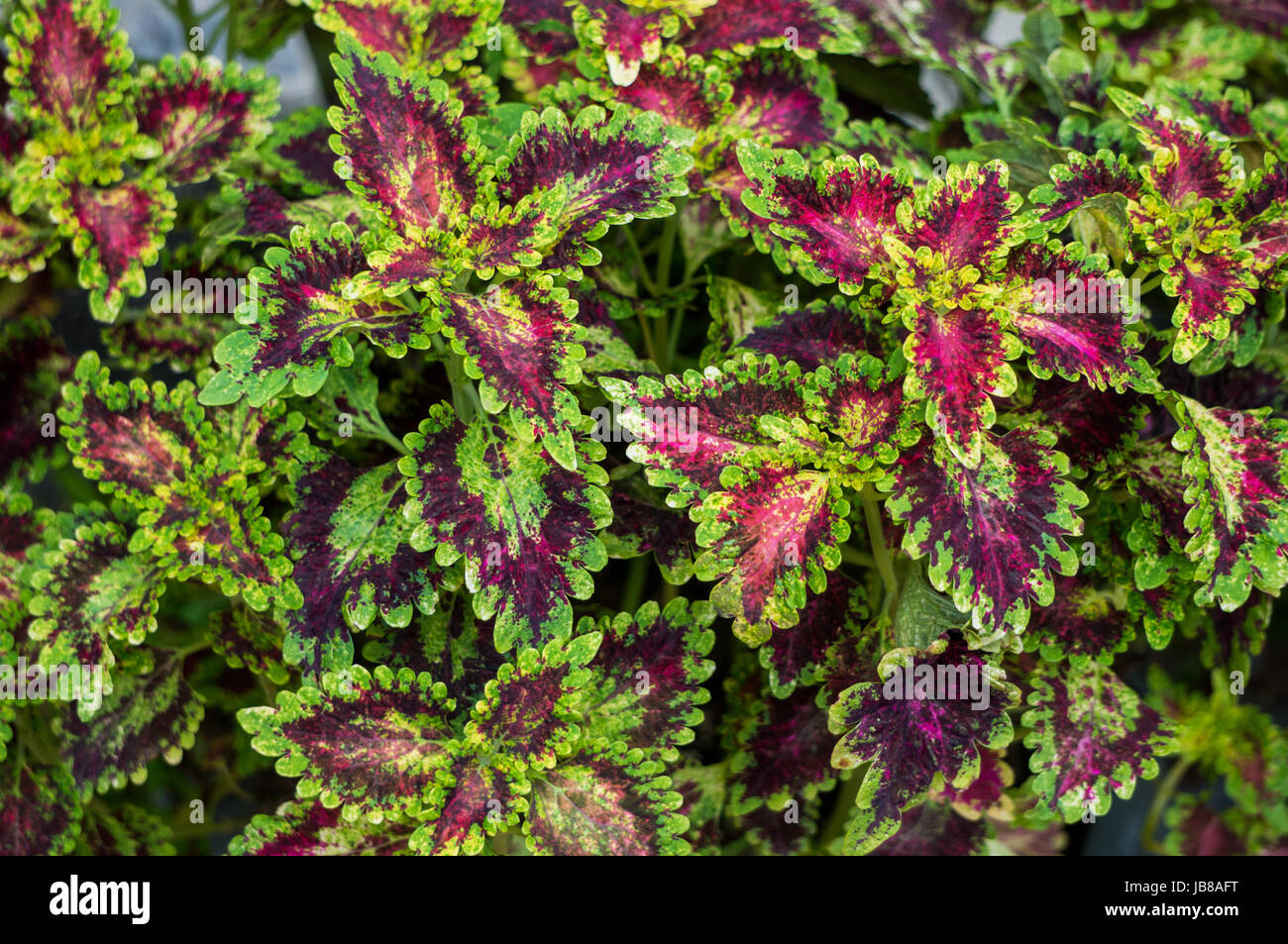 Colorful nettle leaves Stock Photo - Alamy