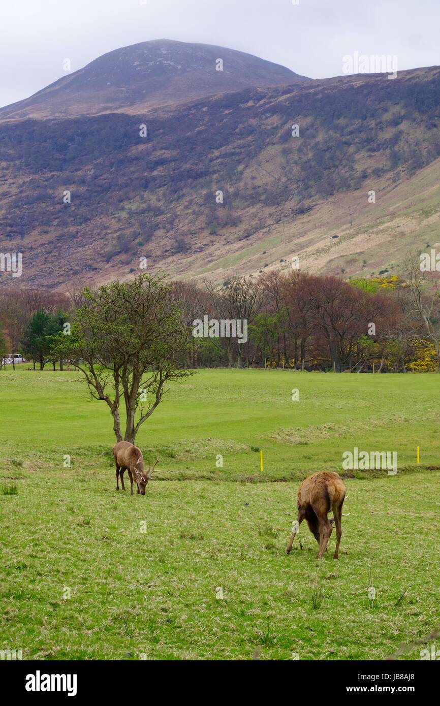 Scottish golf course animals hi-res stock photography and images - Alamy