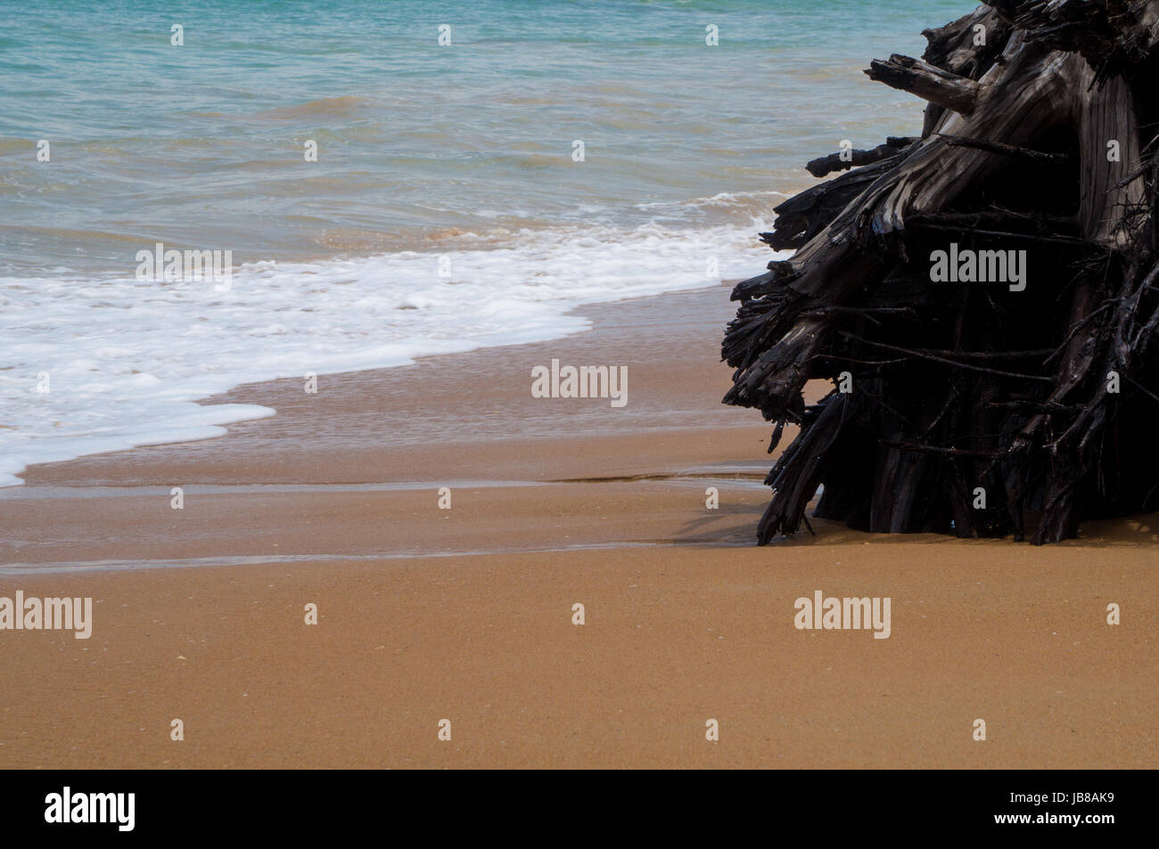 Tree roots on the beach Stock Photo - Alamy