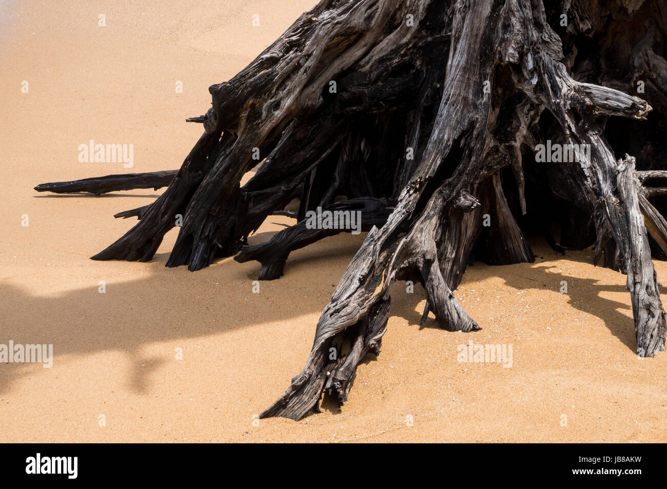 Tree roots on the beach Stock Photo - Alamy