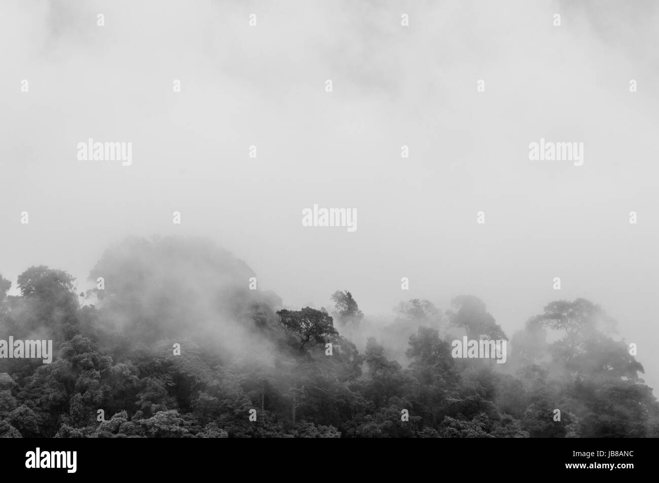 Mist rising from the jungle after a heavy rain (black and white Stock ...