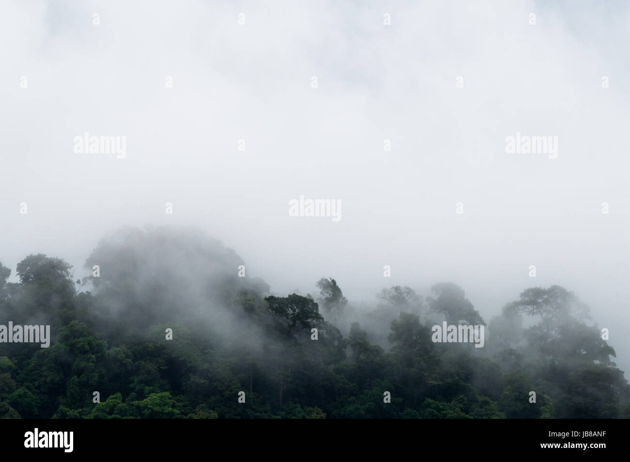 Mist rising from the jungle after a heavy rain Stock Photo - Alamy