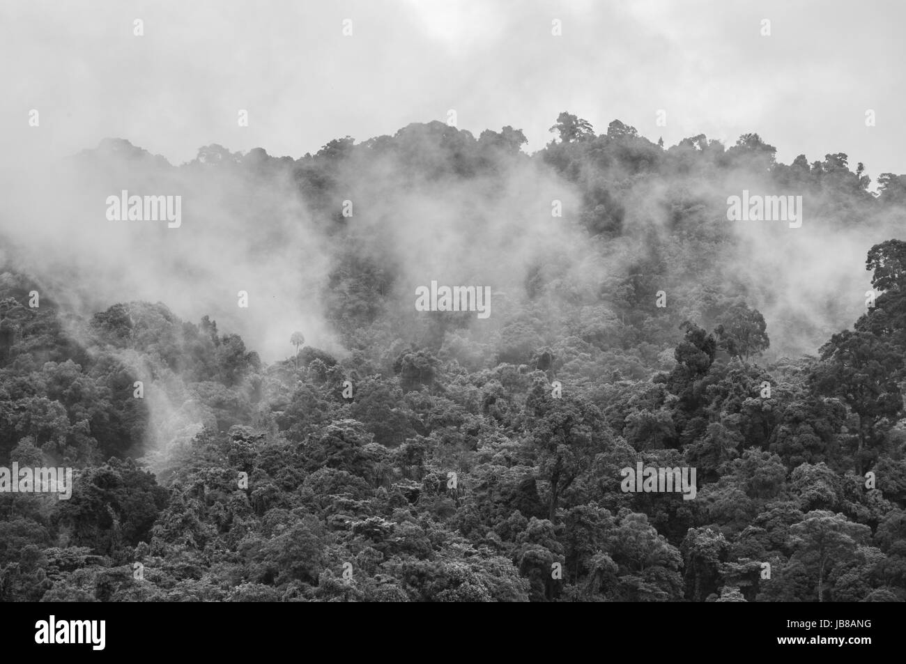 Mist rising from the jungle after a heavy rain (black and white Stock ...