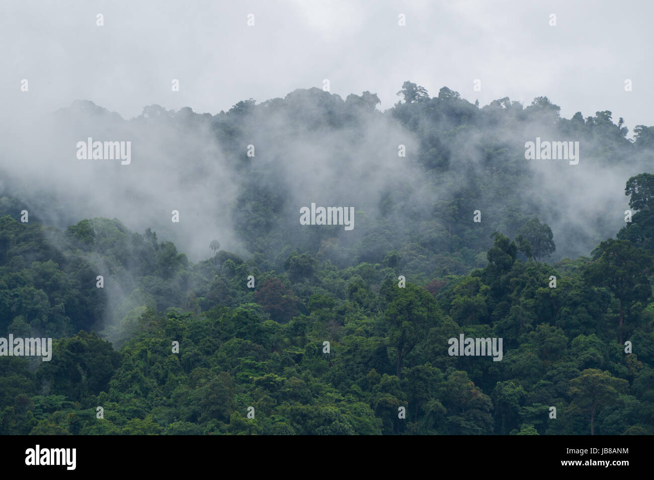 Mist rising from the jungle after a heavy rain Stock Photo - Alamy