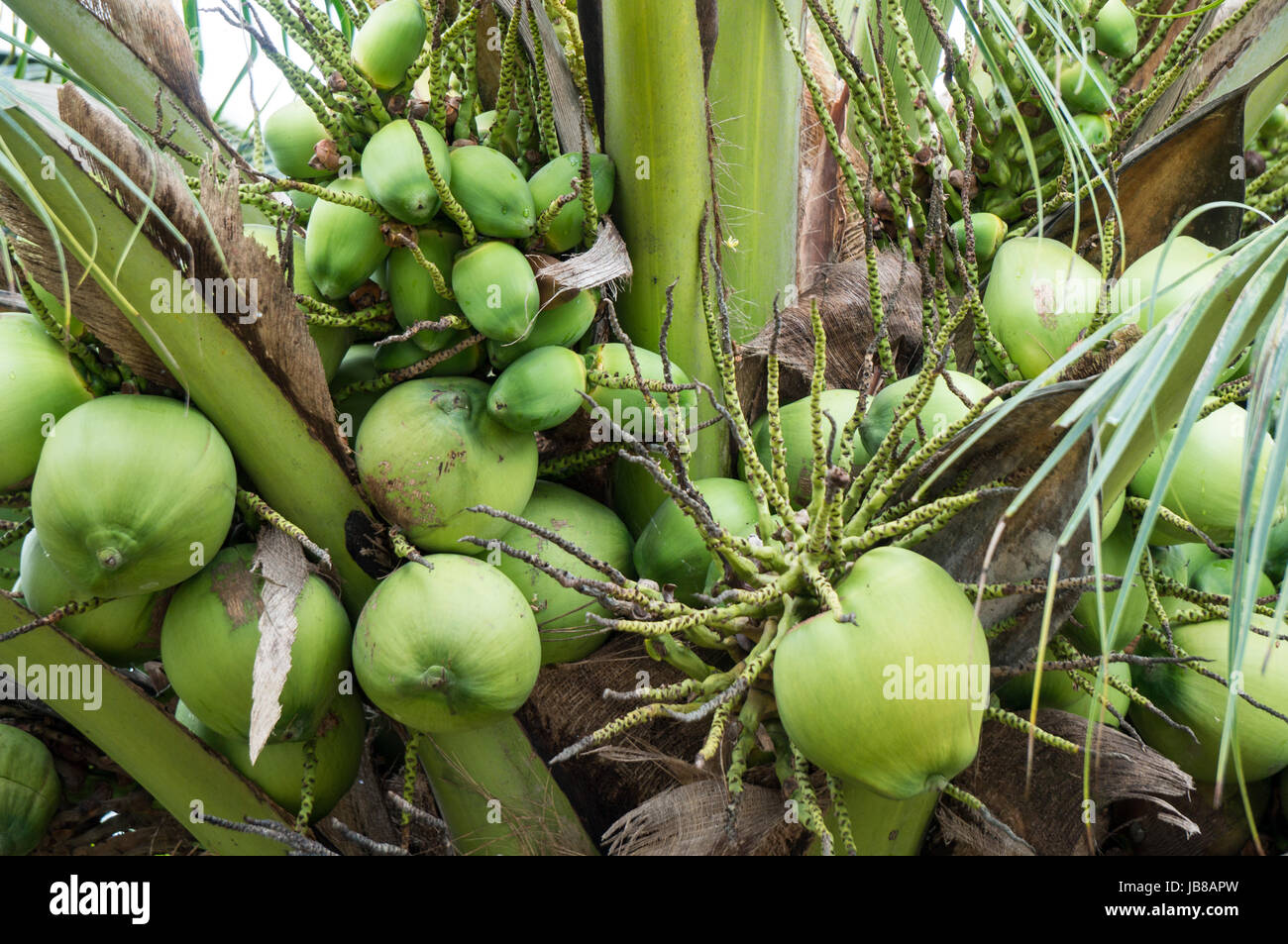 Green coconut cluster Stock Photo - Alamy