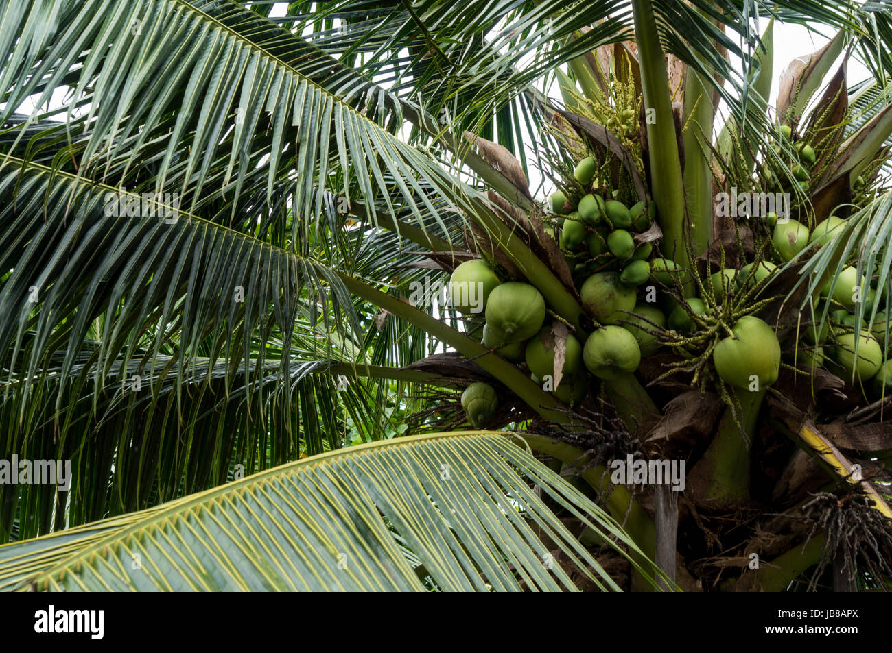 Green coconut cluster Stock Photo - Alamy