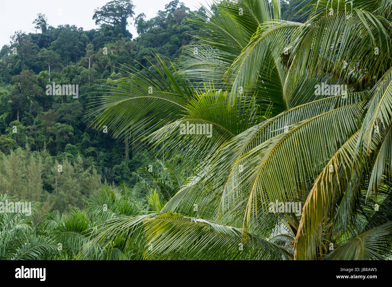 Jungle tree asia branches hi-res stock photography and images - Alamy