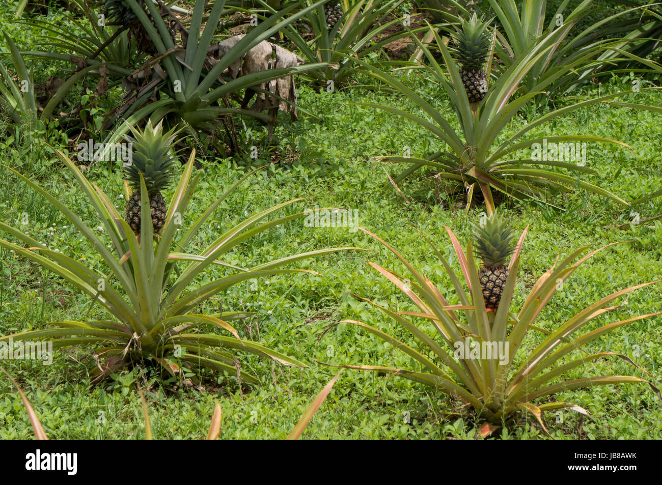 Small pineapple plantation Stock Photo - Alamy