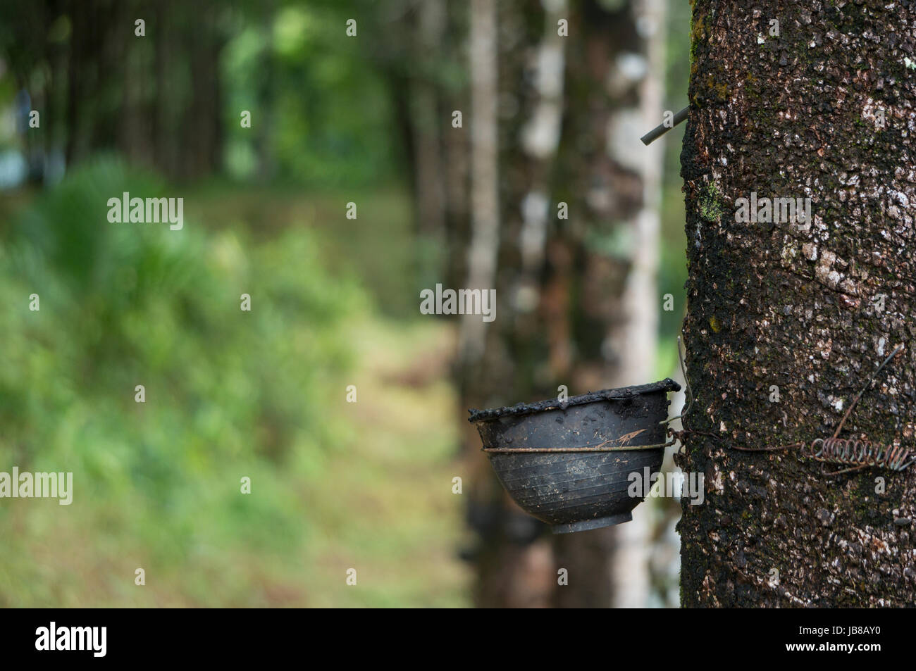 Rubber production malaysia hi-res stock photography and images - Alamy