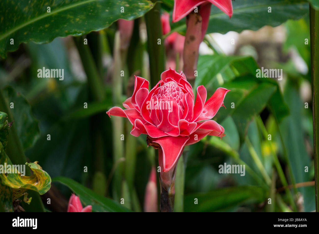 Red ginger flower Stock Photo - Alamy