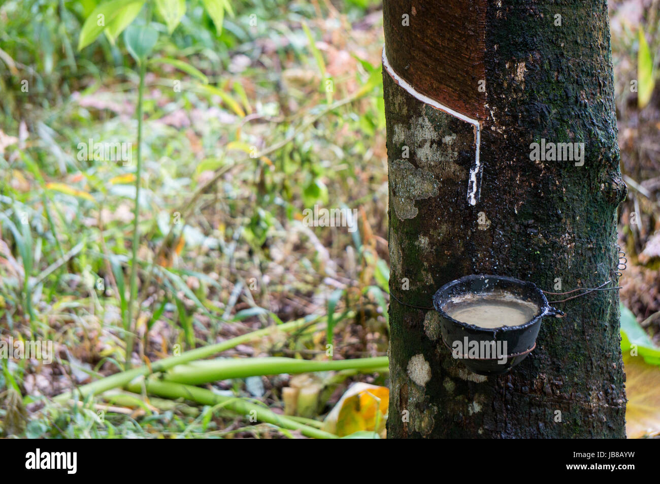 Rubber industry malaysia hi-res stock photography and images - Alamy