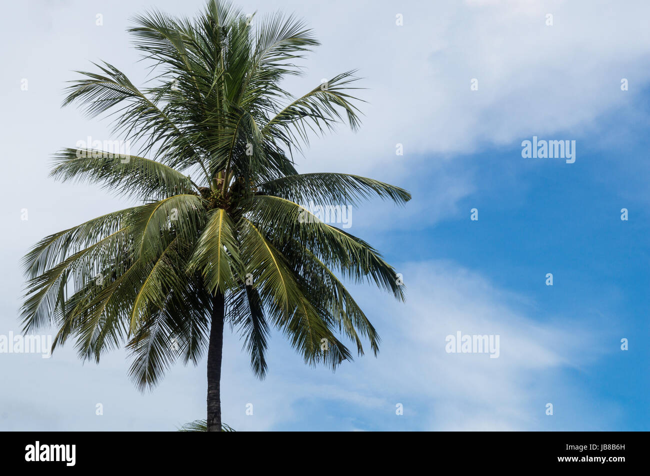 Beautiful single coconut tree with blue and cloudy sky in the ...