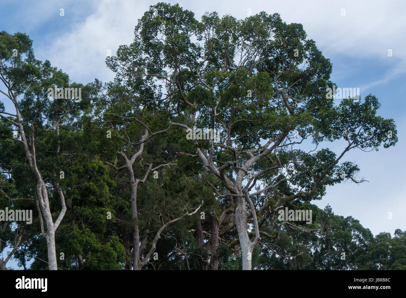 Massive jungle trees Stock Photo - Alamy