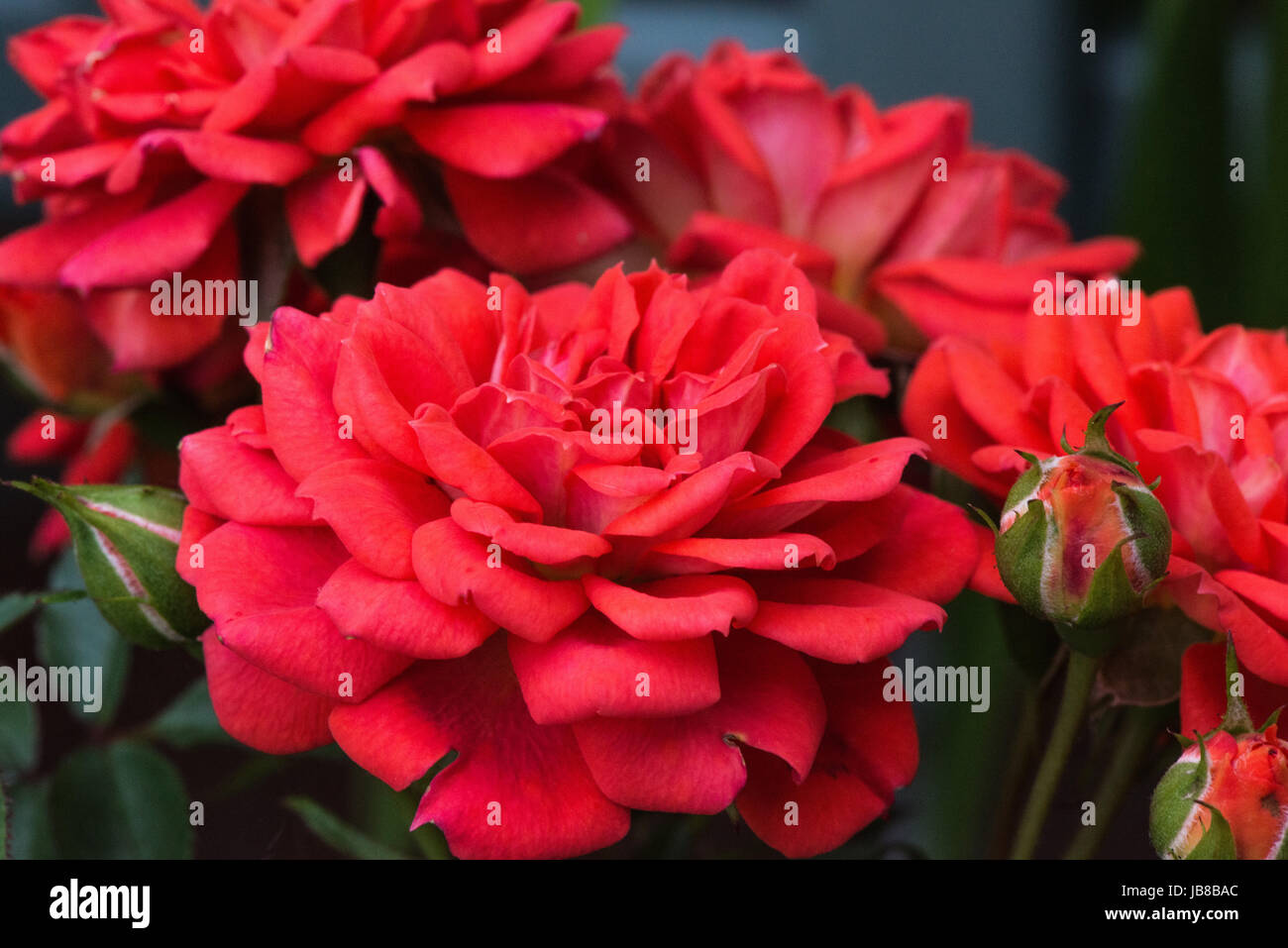Close-up of a group of red rose flowers in the garden in summer Stock ...