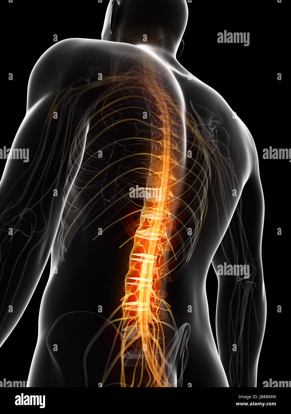 Spinal chord hi-res stock photography and images - Alamy