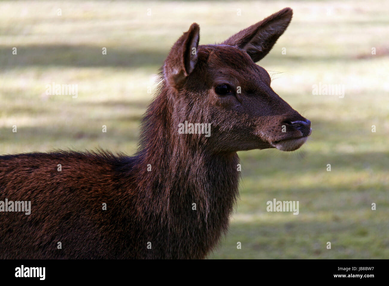 portrait female deer Stock Photo - Alamy