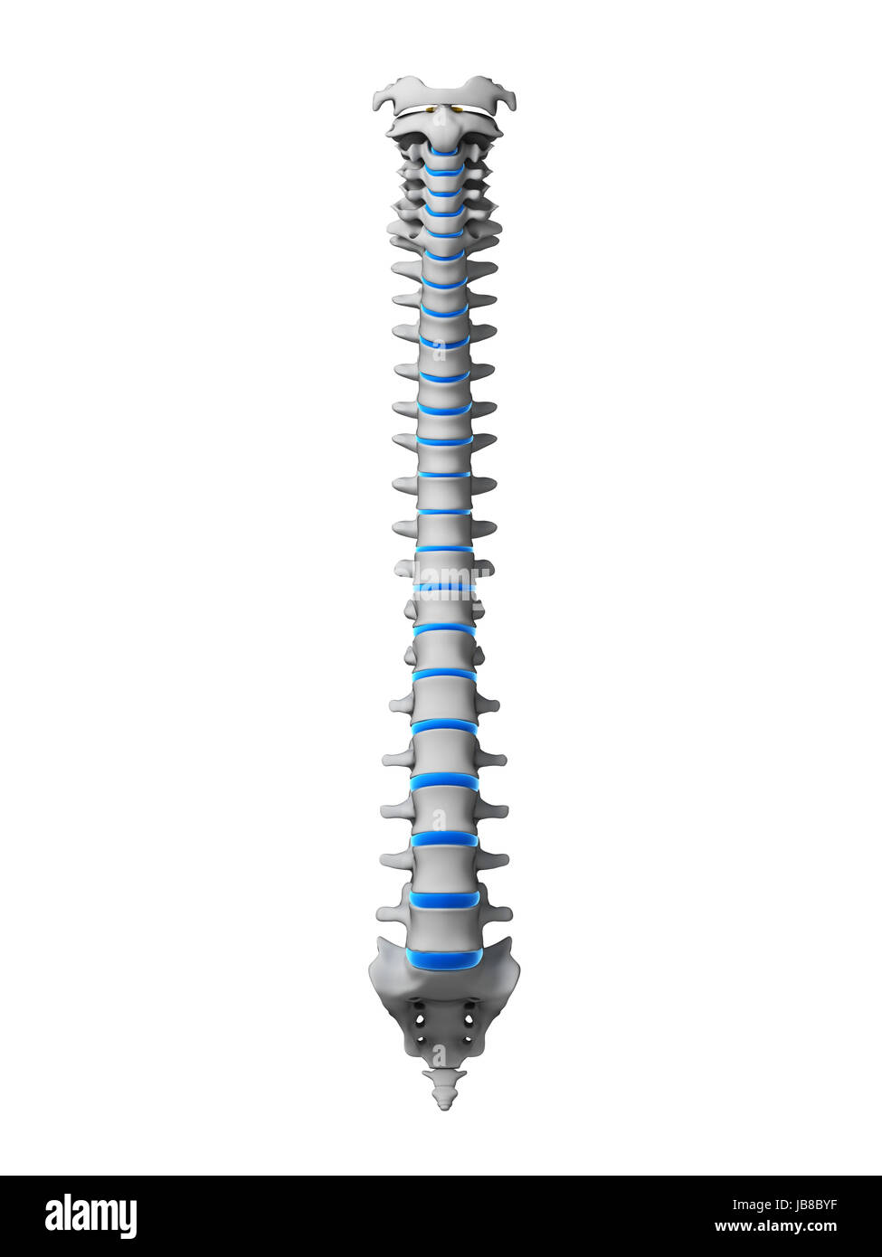 Rear view human spinal column hi-res stock photography and images - Alamy