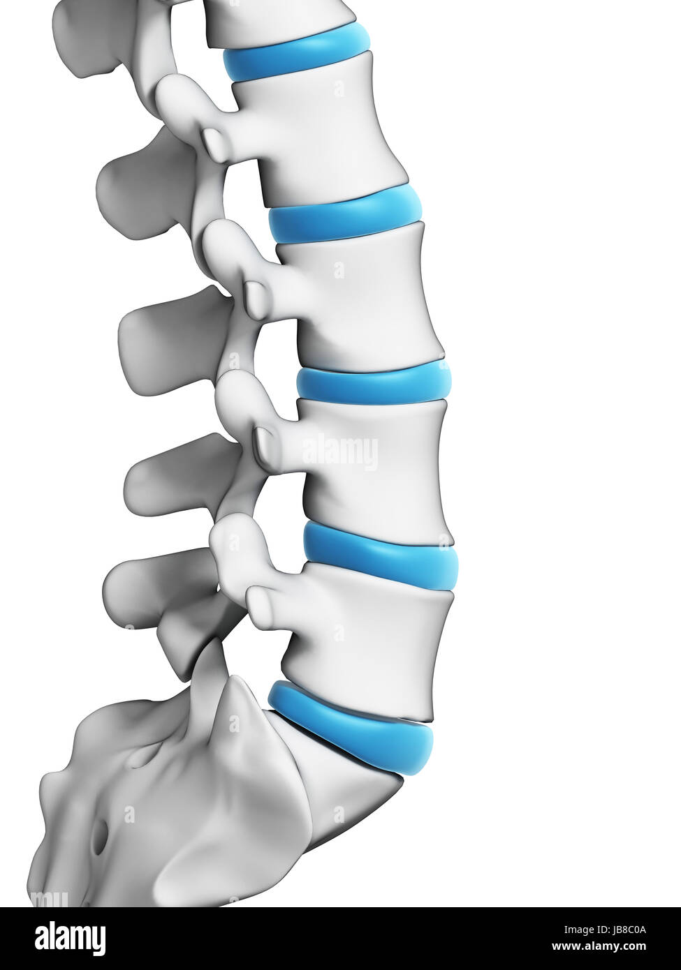 Dorsal view of spinal cord hi-res stock photography and images - Alamy