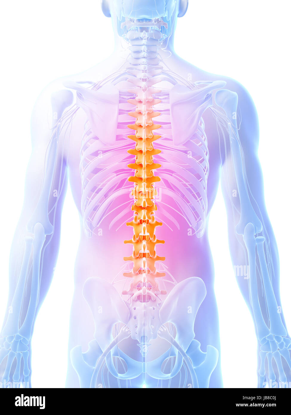 Dorsal view of spinal cord hi-res stock photography and images - Alamy