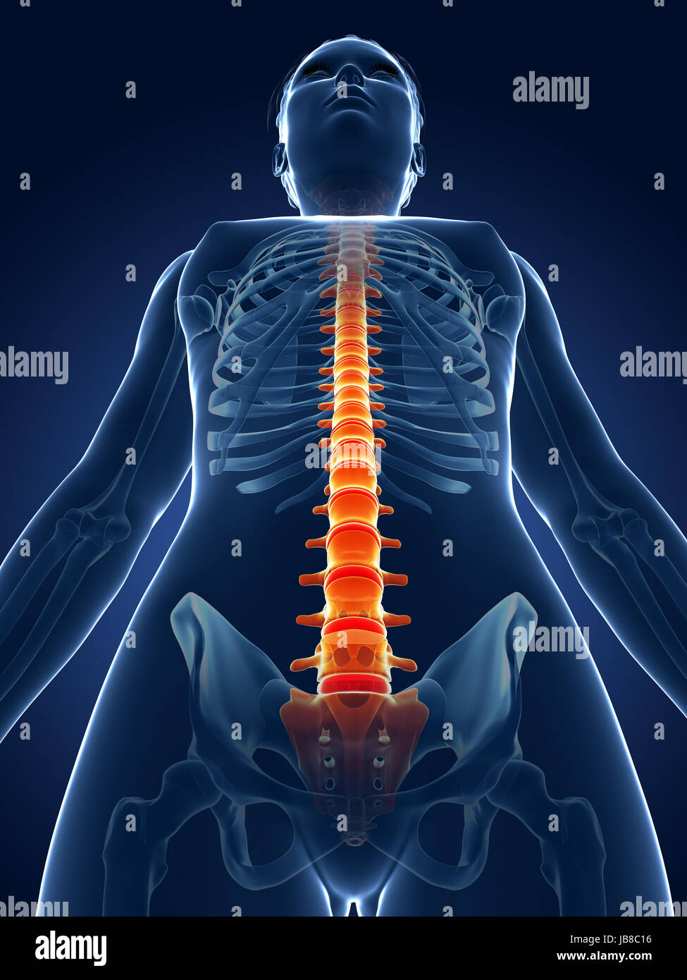 Lumbar Spine Anatomy Female High Resolution Stock Photography and ...
