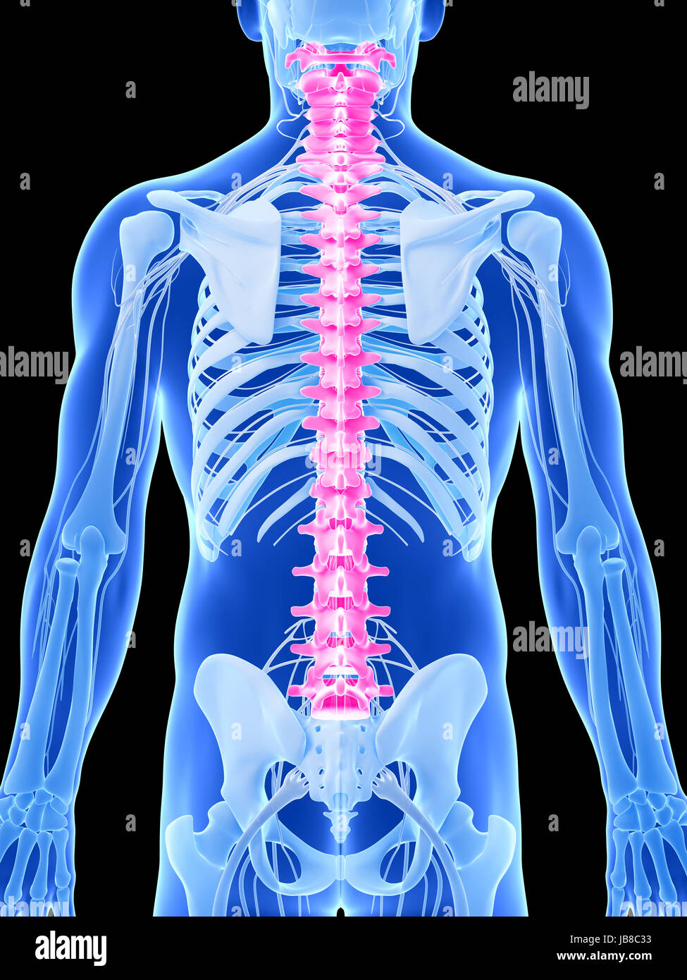 Rear View Human Spinal Column Stock Photos & Rear View Human Spinal ...
