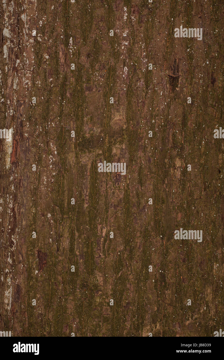 brown tree trunk background texture Stock Photo - Alamy