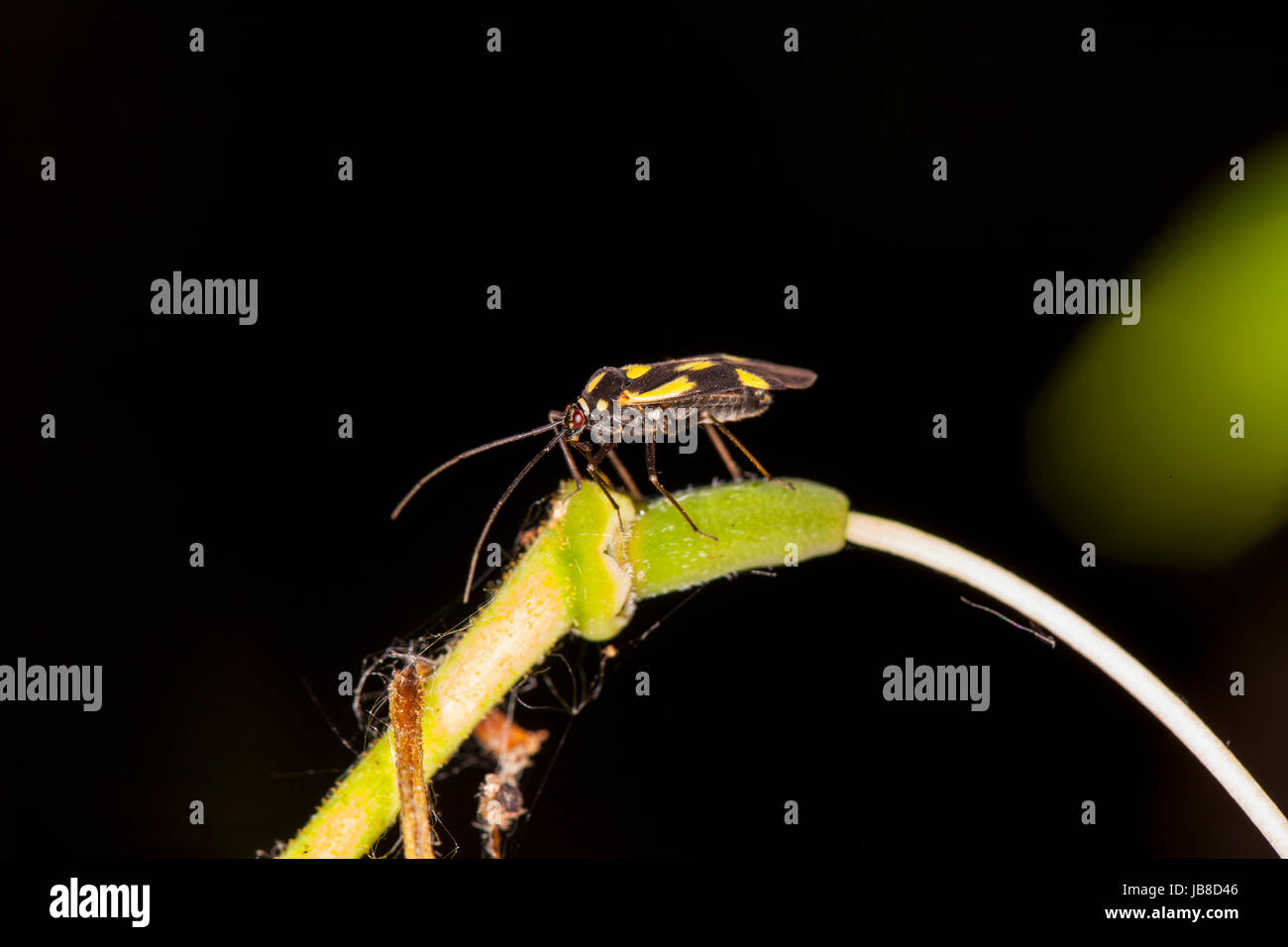 Strange yellow-black insect Stock Photo - Alamy