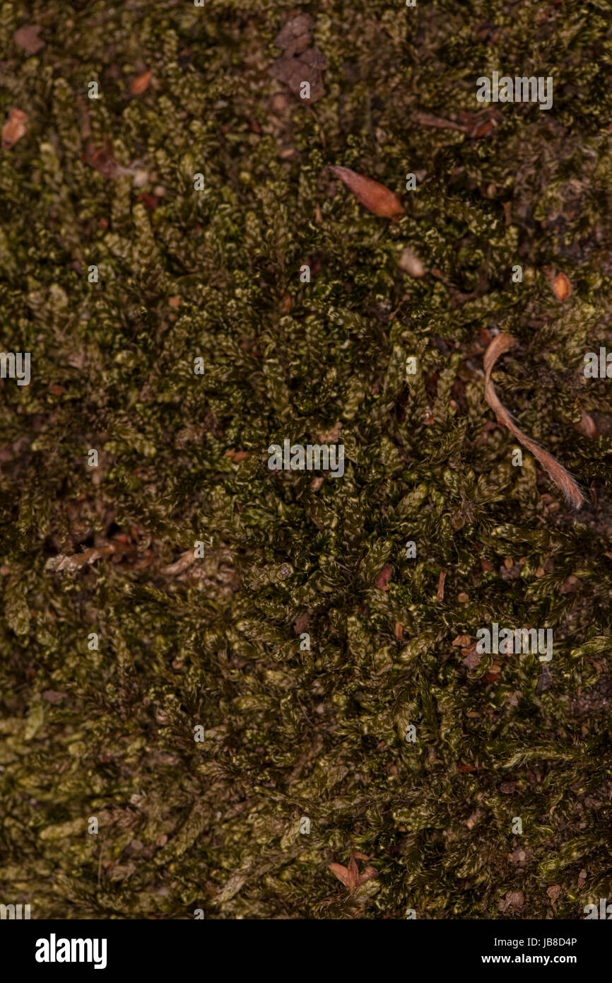 picture of moss, close up Stock Photo - Alamy