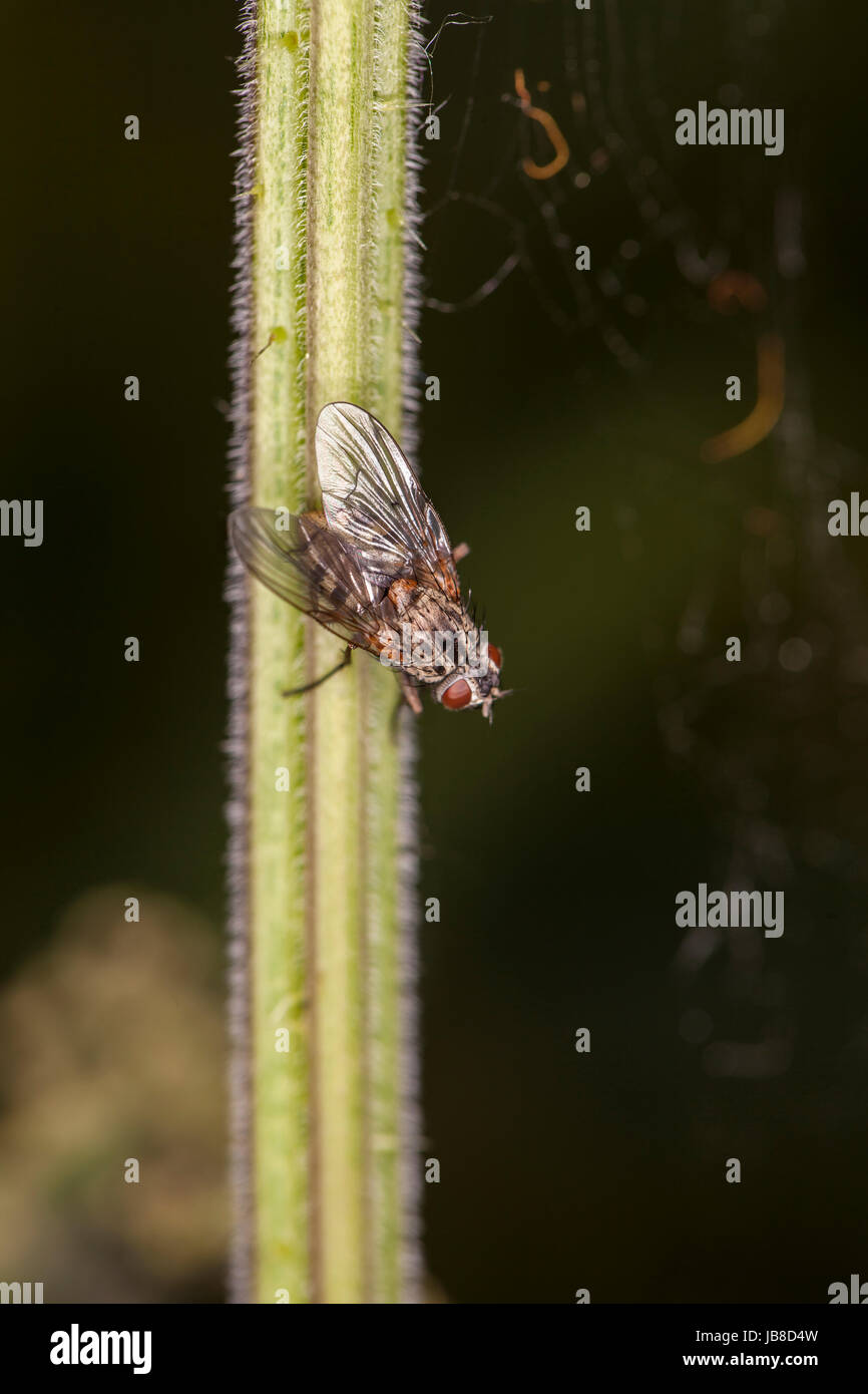 Trachoma hi-res stock photography and images - Alamy