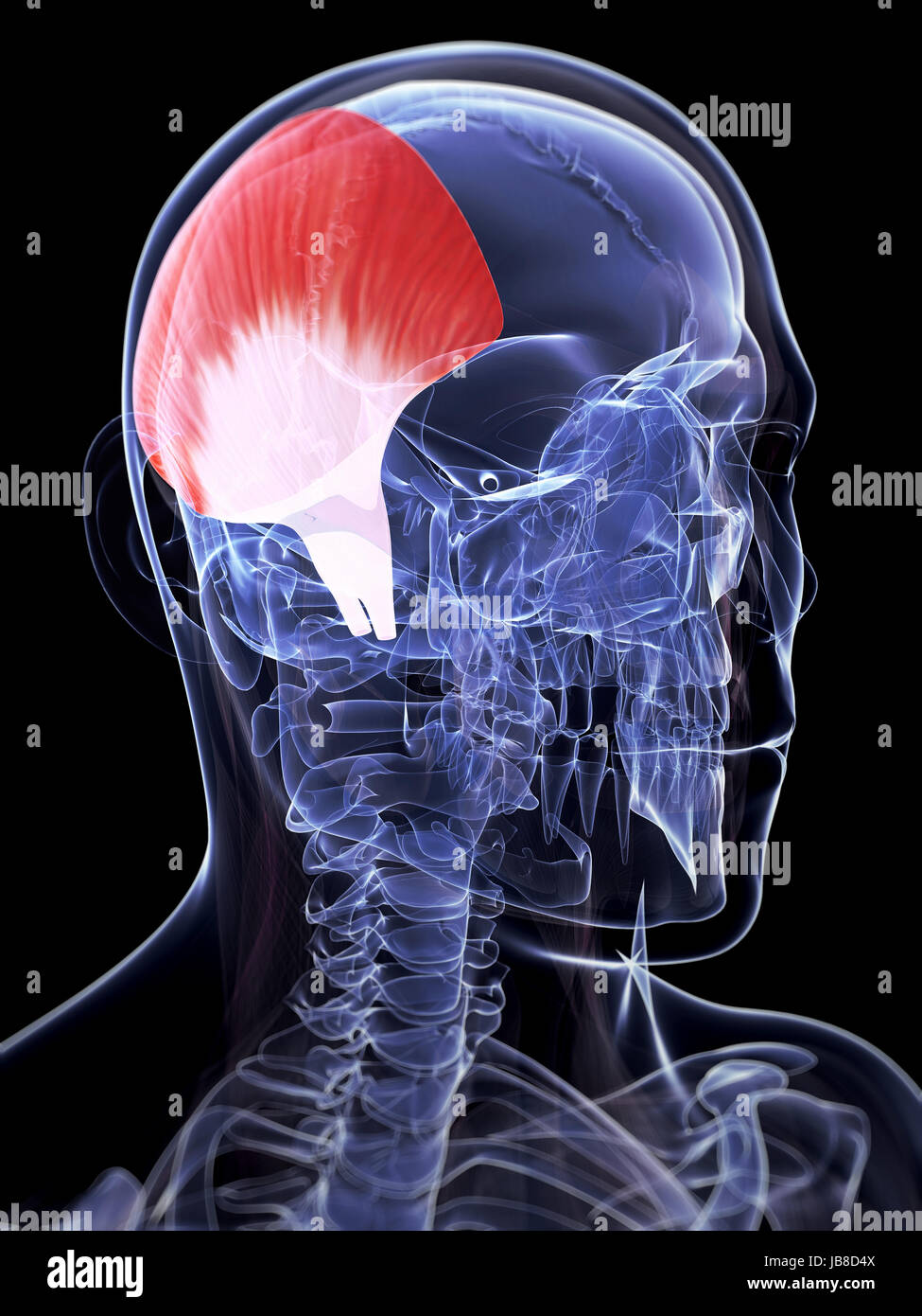 3d rendered illustration of the temporalis muscle Stock Photo - Alamy