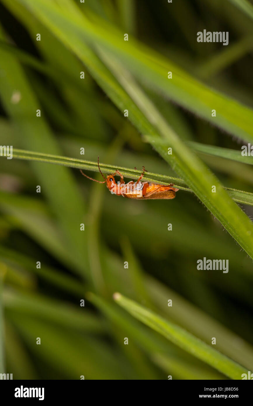 Red flying ants sitting on the grass Stock Photo - Alamy