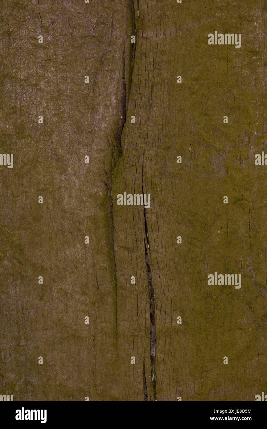 Green tree, wooden texture background Stock Photo - Alamy